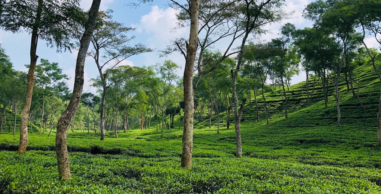 Bangladesh Tea Association